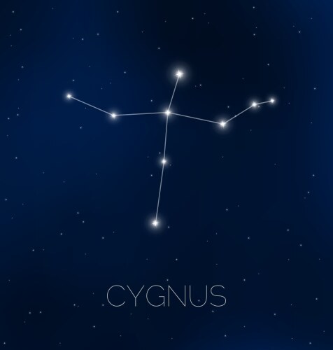 Cygnus constellation with beautiful bright stars Vector Image