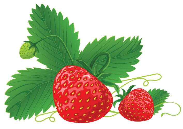 Free Strawberry Vector Images (over 5,000)