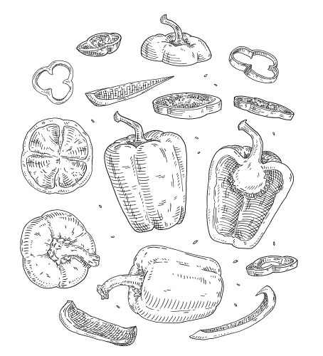 Capsicum Outline Vector Images (over 1,100)