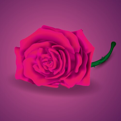 Single rose flower isolated pink bud Royalty Free Vector