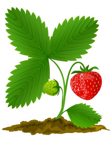 Strawberries Royalty Free Vector Image - VectorStock