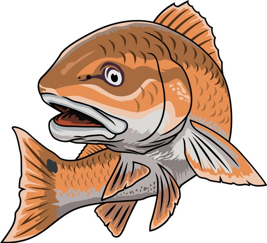 Redfish Vector Images (over 220)