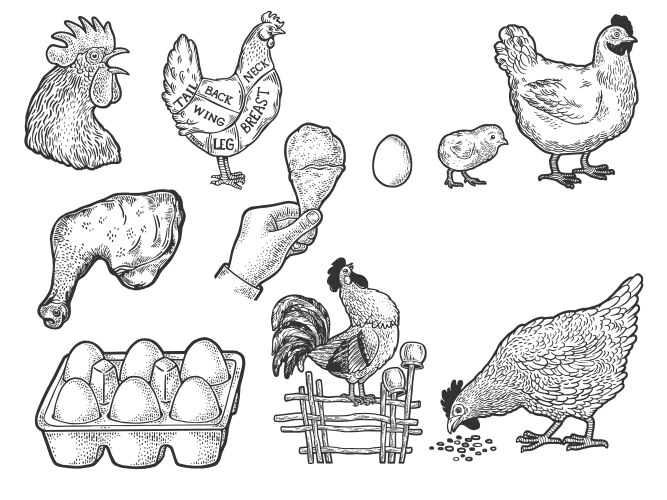 Chicken Line Art Vector Images (over 18,000)