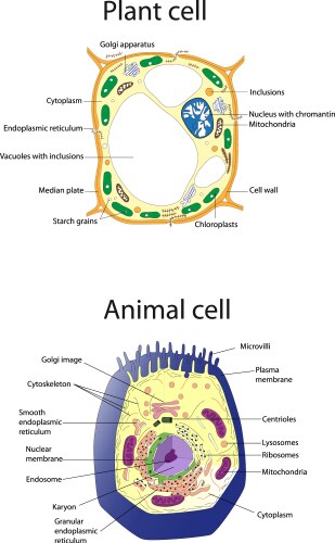 Plant Cell Vector Images (over 10,000)