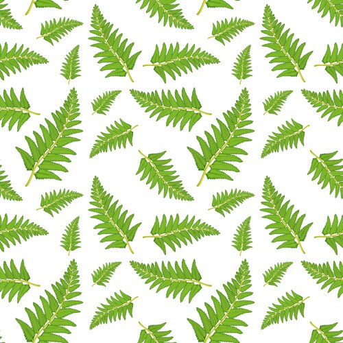 Fern Royalty Free Vector Image - VectorStock