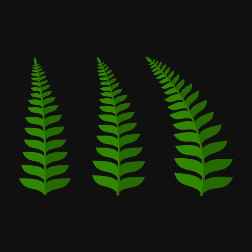 Fern Vector Images (over 19,000)