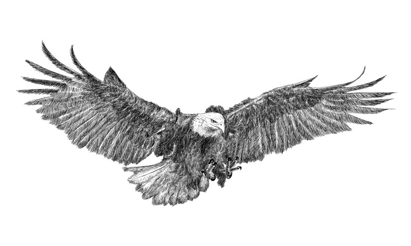 Swoop Vector Images (over 1,300)