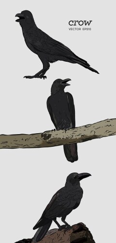 Crow Outline Vector Images (over 3,900)