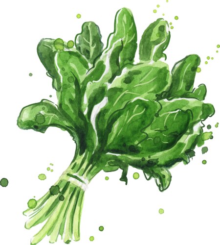 Spinach Vector Images (over 10,000)