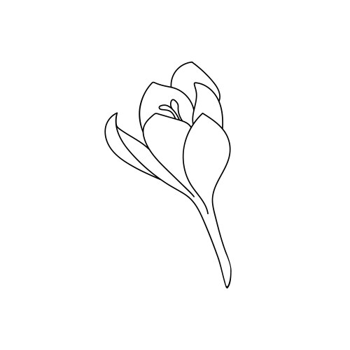 Crocus Tattoo Flower Vector Images (80)