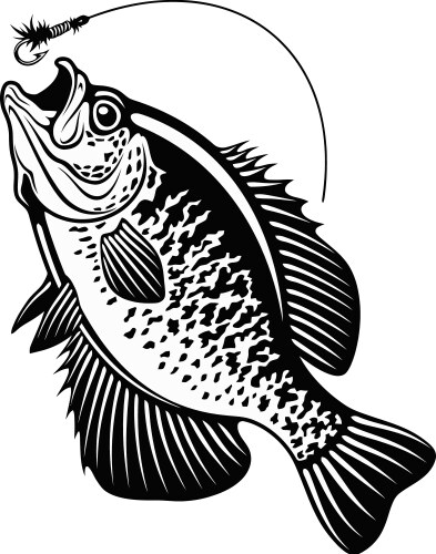 Crappie Vector Images (over 250)