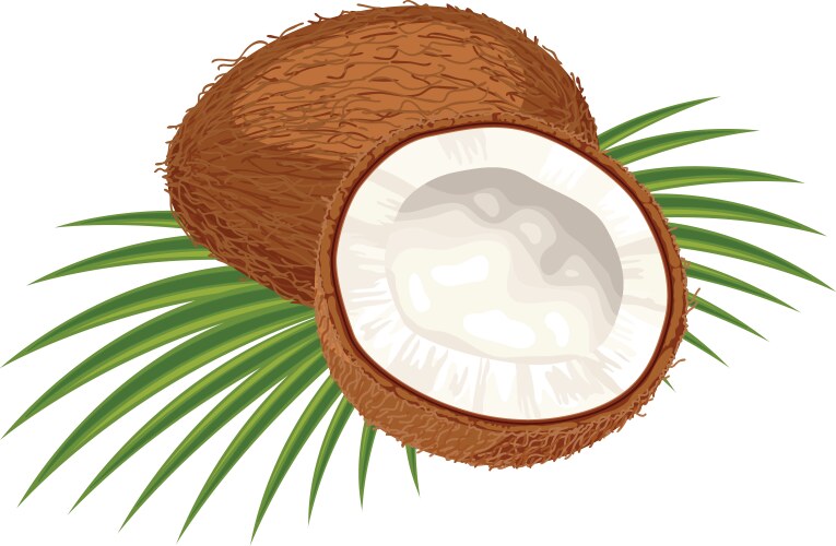Coconut detailed icon Royalty Free Vector Image