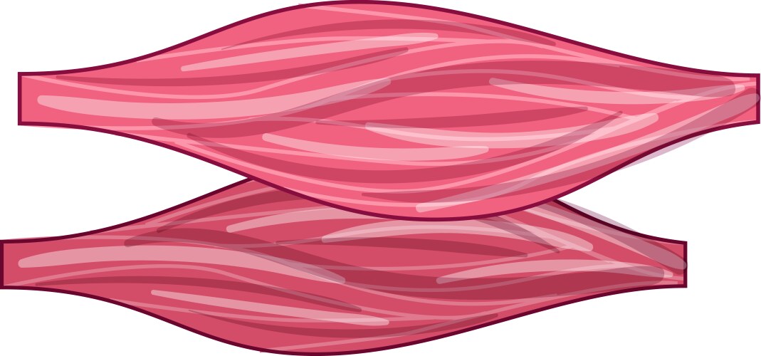 Muscle Tissue Vector Images (over 3,500)