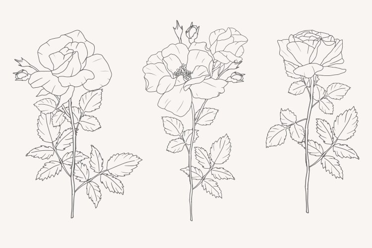 Wild rose flowers drawing and sketch with line-art