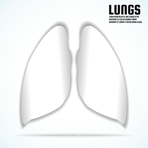 Lungs with shadow on a white background medical Vector Image