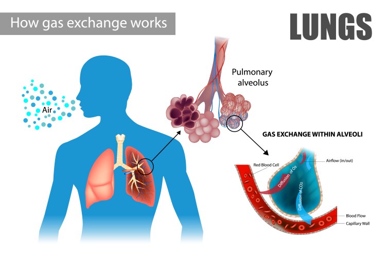 Chronic obstructive pulmonary disease or copd Vector Image