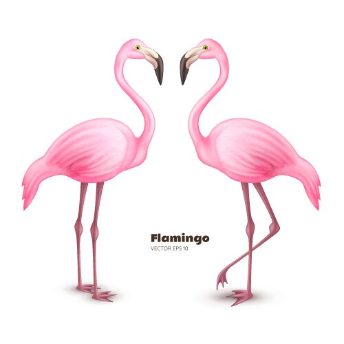 Flamingo Vector Images (over 32,000)