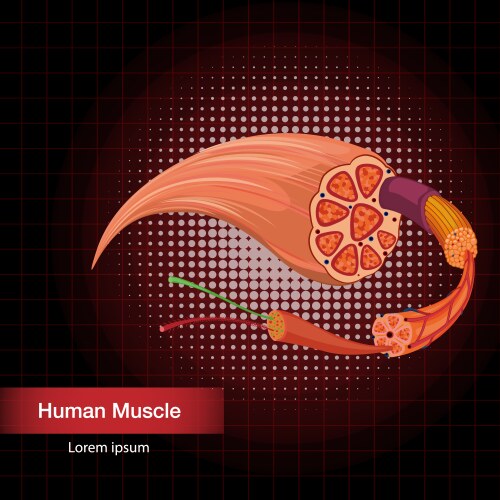 Structure skeletal muscle anatomy Royalty Free Vector Image