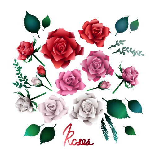 Roses Royalty Free Vector Image - VectorStock