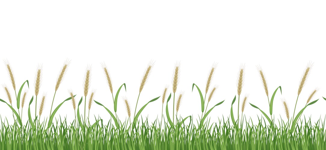 Millet drawing Vector Images & Graphics for Commercial Use | VectorStock