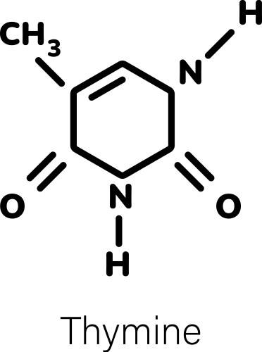 Thymine Vector Images (over 240)