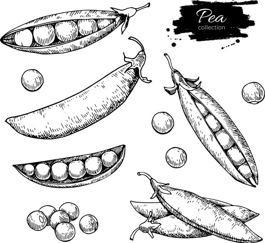 Green peas hand draw sketch Royalty Free Vector Image