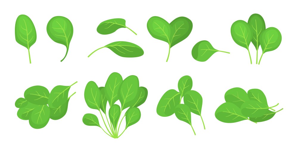 Spinach Vector Images (over 10,000)
