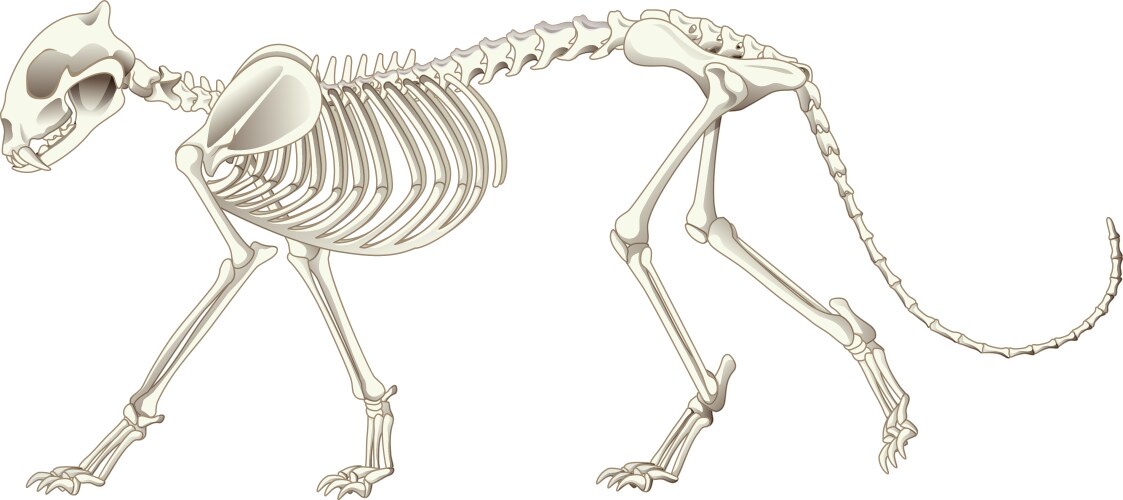 Grey kitten laying on his bed white background Vector Image