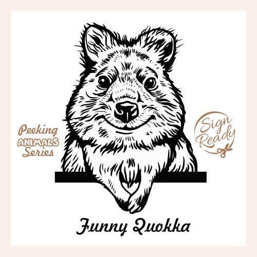 Quokka Vector Images (over 440)