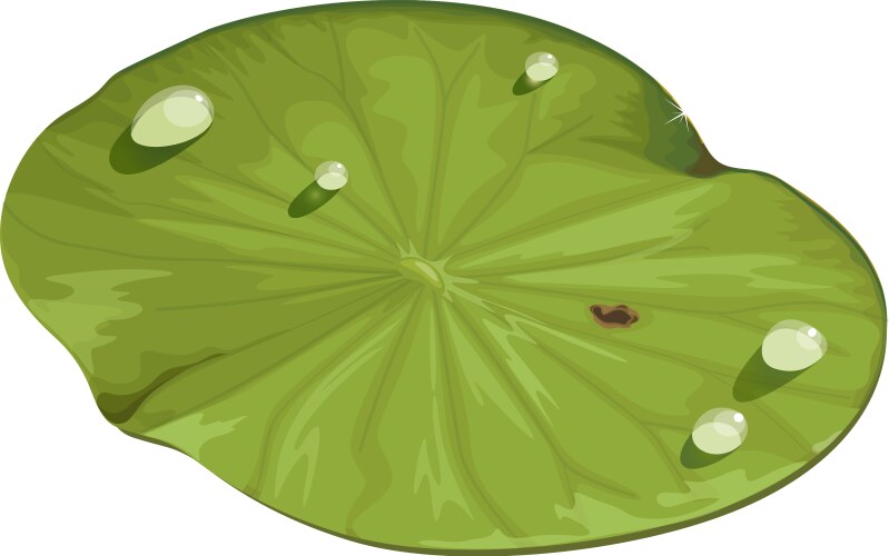 Lotus Vector Images (over 100,000)