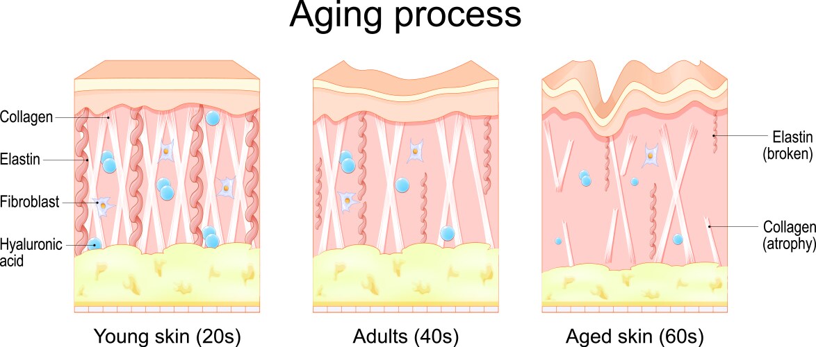Human Skin Aging Structure Royalty Free Vector Image