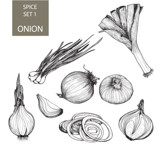 Onion Vector Images (over 63,000)