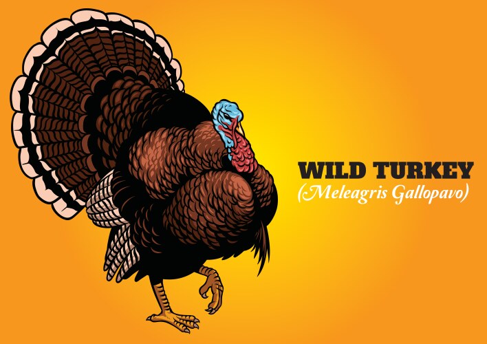 Wild Turkey Vector Images (over 1,700)