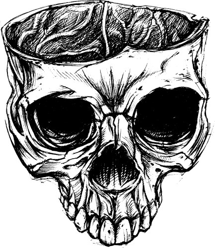 Detailed Skull Drawing Royalty Free Vector Image