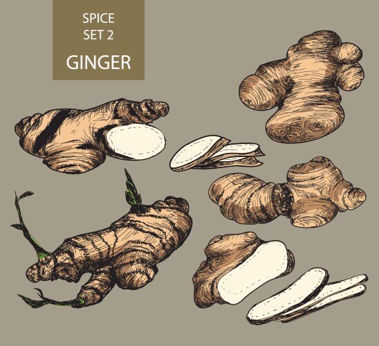 Ginger Vector Images (over 33,000)