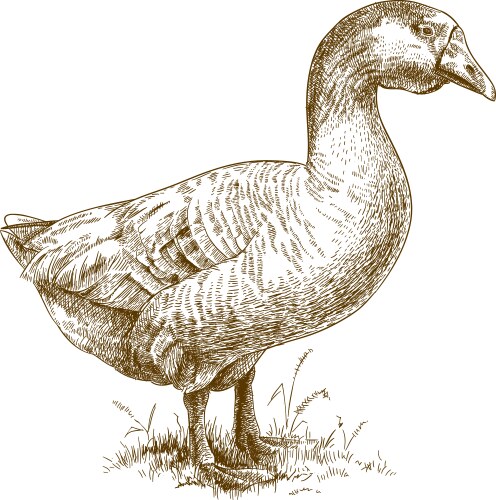 Goose Vector Images (over 22,000)