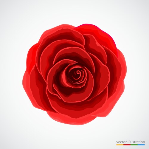 Red rose cartoon style on white background Vector Image
