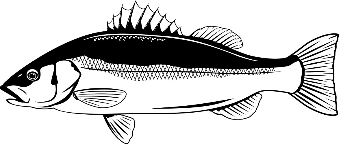 Bass Vector Images (over 85,000)