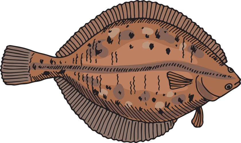 Flounder fish cartoon Royalty Free Vector Image