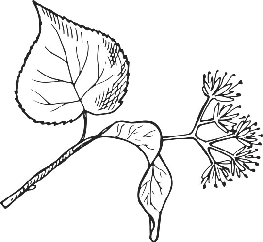 Greenery Drawing Vector Images (over 21,000)