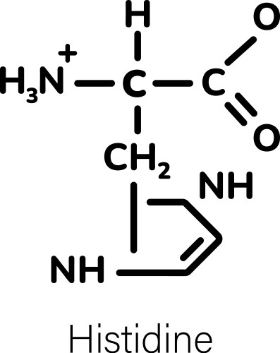 Phenylalanine Royalty Free Vector Image - VectorStock