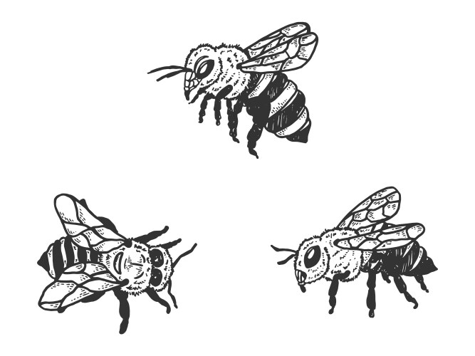 Bee Line Drawing Vector Images (over 6,400)
