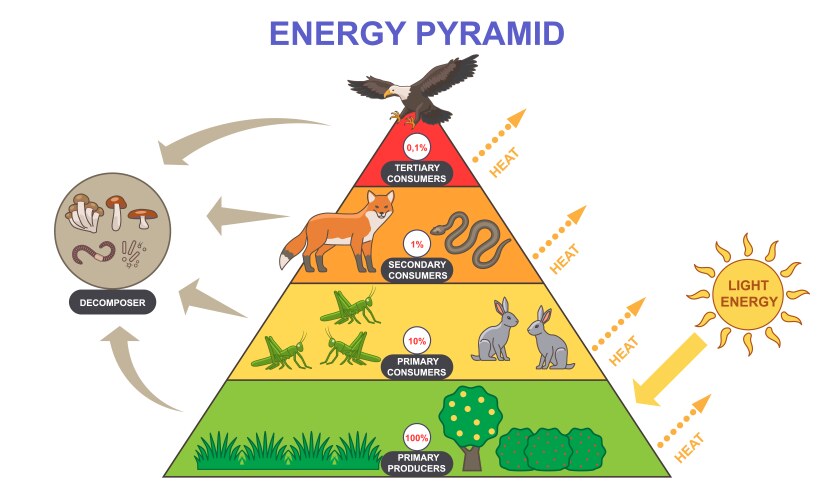 Energy Pyramid Diagram - Ecological Food Chain – Royalty-Free Vector ...
