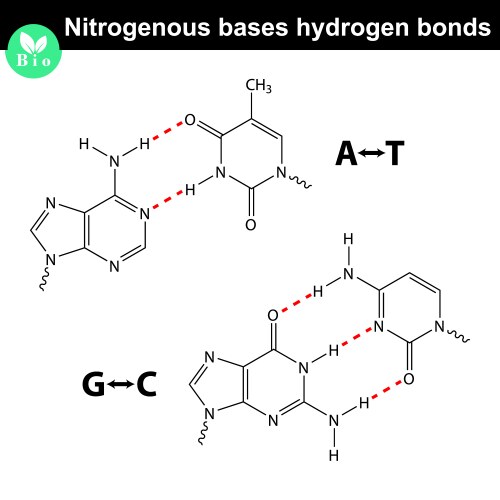 Nitrogenous Bases Dna Vector Images (83)
