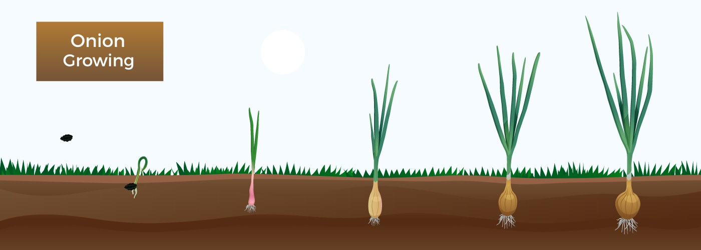 Onion growth stage Royalty Free Vector Image - VectorStock