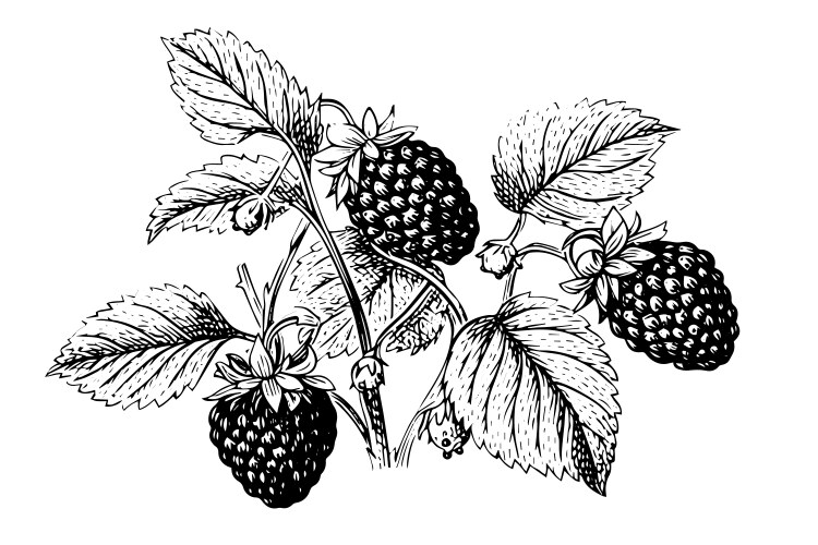 Blackberry Outline Vector Images (over 2,500)