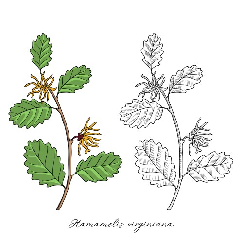 Drawing Vector Images (over 4.7 million)