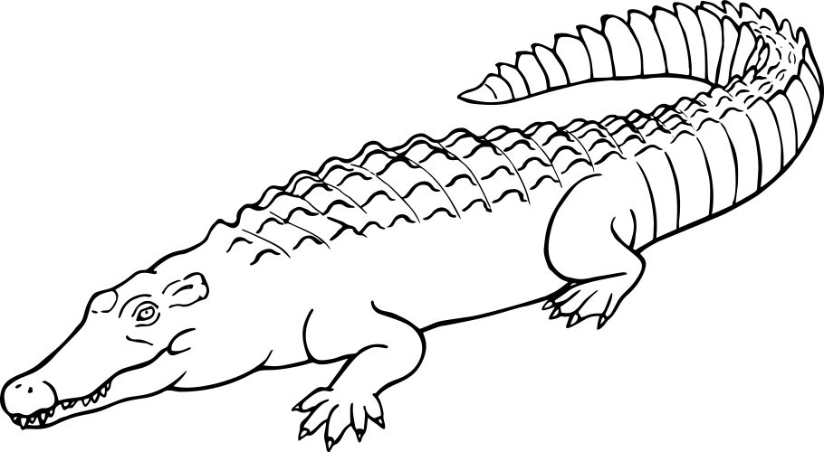 Crocodile Line Drawing Outline Vector Images (over 1,200)