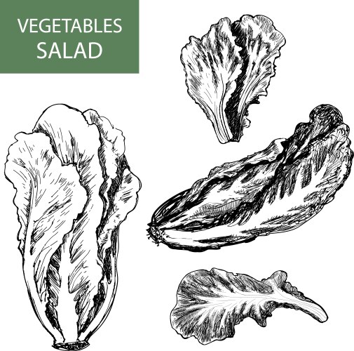 Green Salad Vector Images (over 44,000)