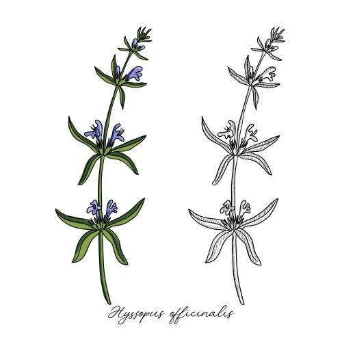 Drawing asafoetida Royalty Free Vector Image - VectorStock